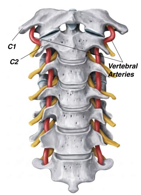What Makes The Upper Cervical Spine C0c1c2 So Special — Upper