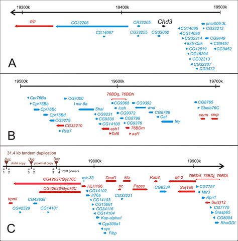 2011 Annual Report Of The Division Of Intramural Research Nichd Section On Drosophila Gene