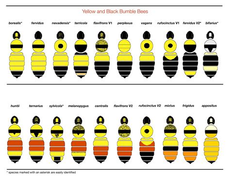 46 Free Printable Bee Identification Charts Pdf