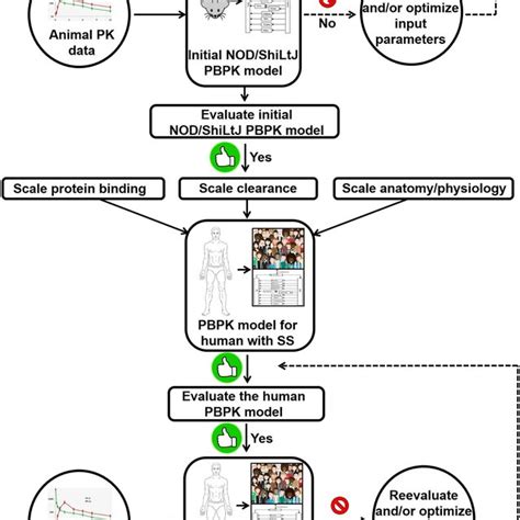 Workflow Of Pbpk Model Development For At‐rvd1 The Pbpk Model For