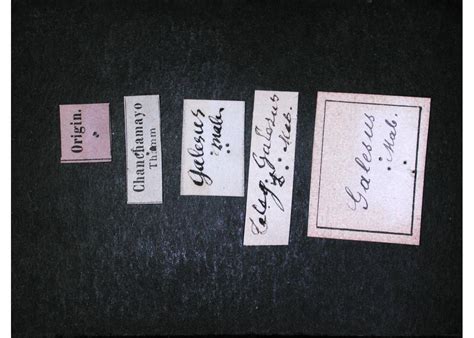 Telegonus Galesus Type Specimens