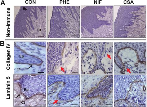Basal Lamina Histology