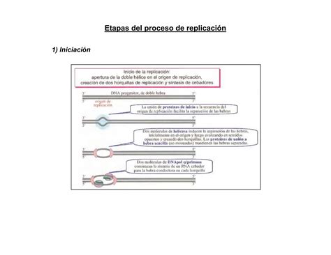 Genoma Eucariota Biologia Molecular Del Gen Ppt