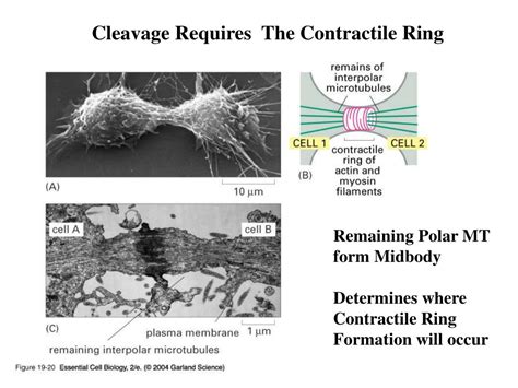 Ppt Key Events In The Cell Cycle Powerpoint Presentation Free