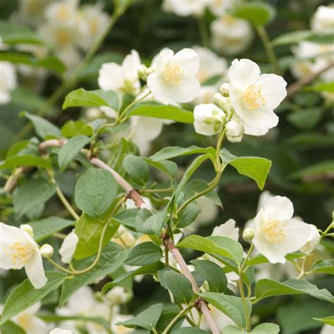 How To Plant And Grow Mock Orange
