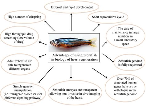 Frontiers Zebrafish As A Smart Model To Understand Regeneration After