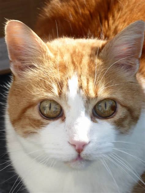 Long Term Outlook The Hyperthyroid Cat Centre