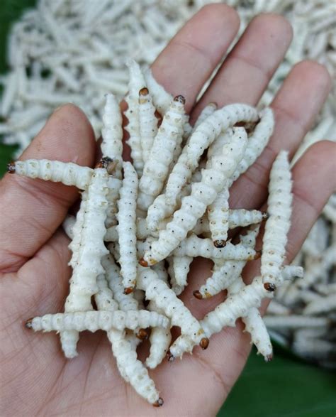 ဝါးပိုးမွေးသူများ ပြည်တွင်း၌ စျေးကွက်တွင်ကျယ်စေရန်စီစဉ်နေ