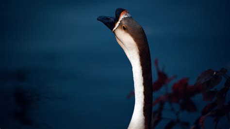 دانلود والپیپر جغد با کیفیت Hd Getwalls مرجع دانلود والپیپر