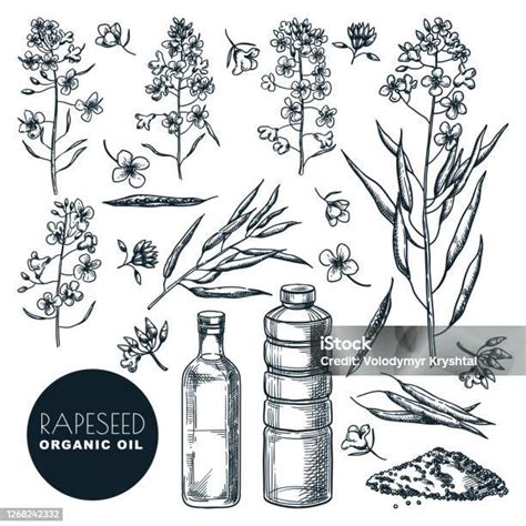 흰색 배경에 카놀라 식물성 기름 벡터 손 그린 스케치 그림 유채꽃과 말린 식물 유채꽃에 대한 스톡 벡터 아트 및 기타 이미지 유채꽃 꽃 식물 식물 Istock