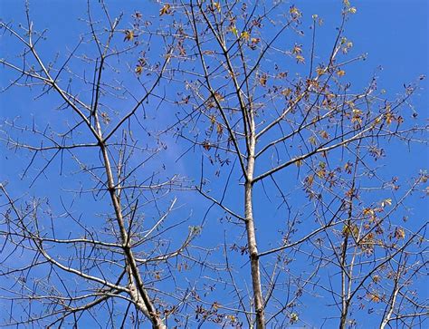 නෙත ගිය තැන්