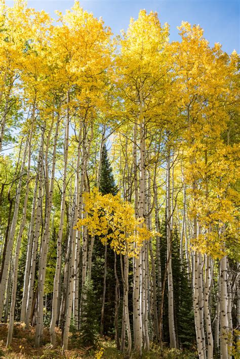 Experience The Fall Colors Of Kebler Pass Uncover Colorado