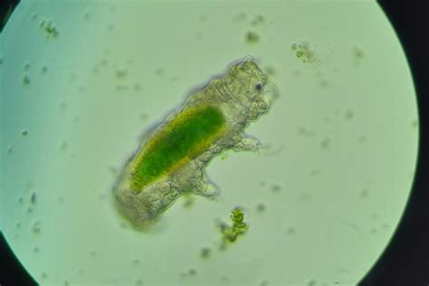 Unusual Labmates Meet Tardigrades The Crafters Of Natures Ultimate
