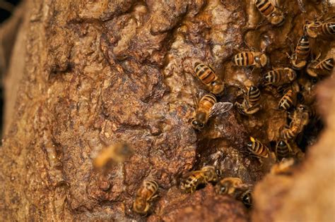 Premium Photo Honeycomb On A Tree Trunk Premium Photo Honeycomb On A Tree Trunk