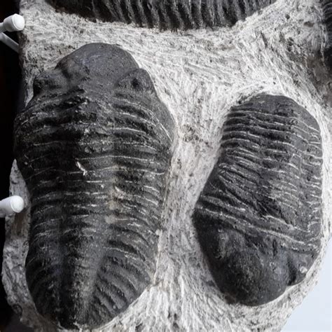 Trilobite Fossils Rockncrystals