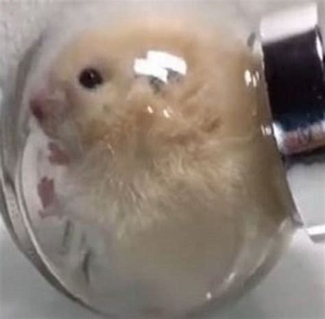 구독자 수 늘리려고 반려 햄스터 고문하는 영상 찍어 올린 유튜버 네이버 포스트