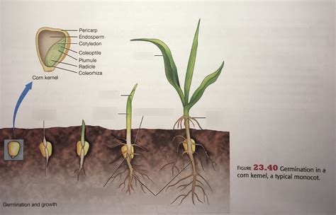 Monocot Germination
