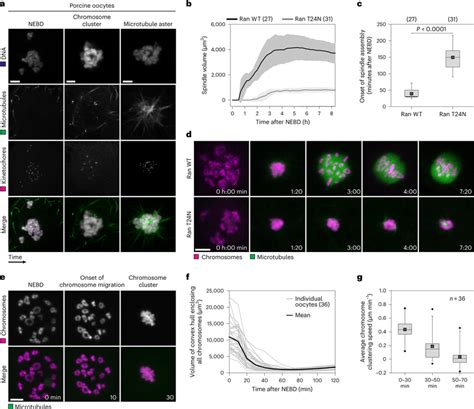 Porcine Oocytes Cluster Their Chromosomes Upon Nebd A Download Scientific Diagram