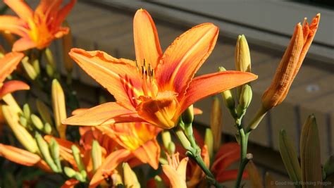 Tiger Lily Time Lapse In A Colorado Minute Week 269 Luci Westphal