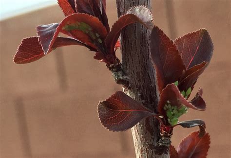 How Do Aphids Reproduce Asexually Explained Whats That Bug