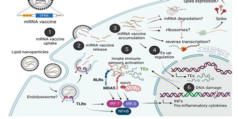 Mrna Technology Covid Gene Vaccines Pfizer Moderna Biontech And Their