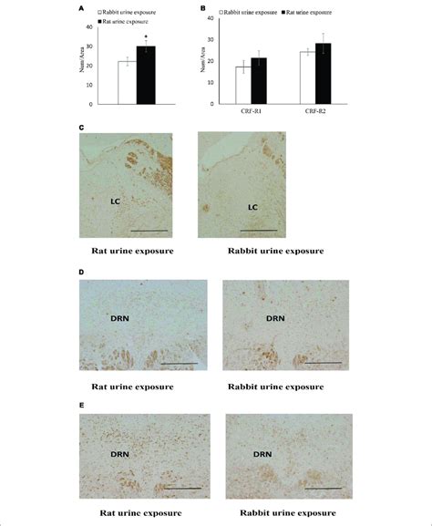 Expression Of Crf Receptors In Rabbit Urine Exposure Group And Rat