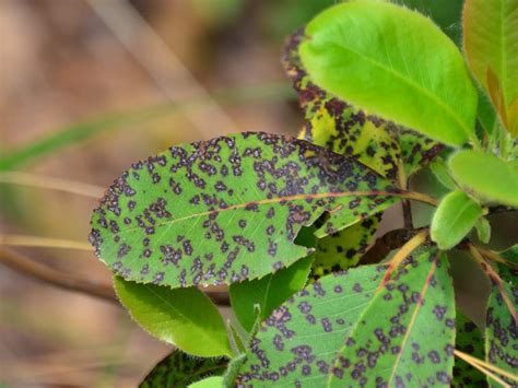 Black Spot Disease Treating And Fighting It Naturally