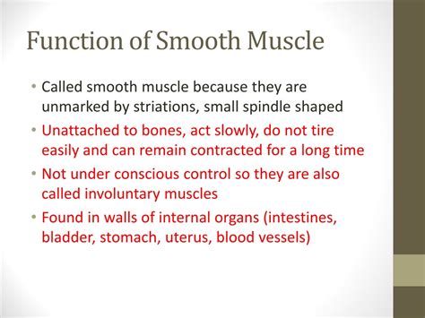 Ppt The Muscular System Powerpoint Presentation Free Download Id
