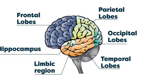 How Do Our Brains Work Dementia Australia