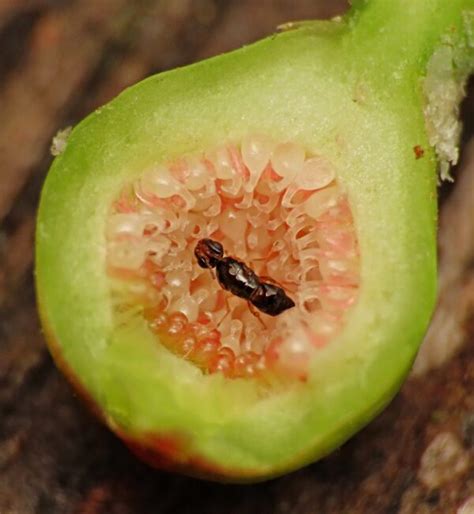 The Secret Life Of Fig Wasps Natures Heroes Dr Sarah Pye