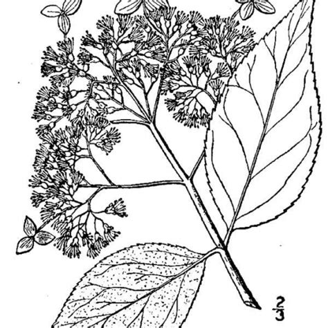 Ashy Hydrangea Hydrangea Cinerea Plant Care And How To Grow Water