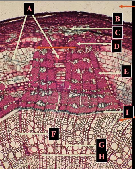 Dicot Stem 40x Diagram Quizlet