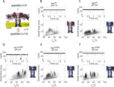 Detection Of Trypsinated Lysozyme By Aerolysin A Cut Through Download Scientific Diagram