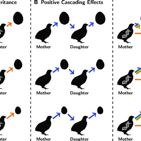 Inheritance Patterns Of Maternal Investment A Resemblance In Egg
