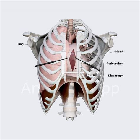 External Heart Anatomy Anatomyapp
