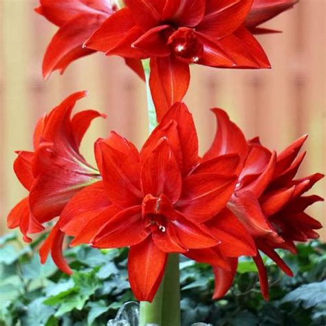 Amaryllis Hippeastrum Double Delicious In The Amaryllis Database