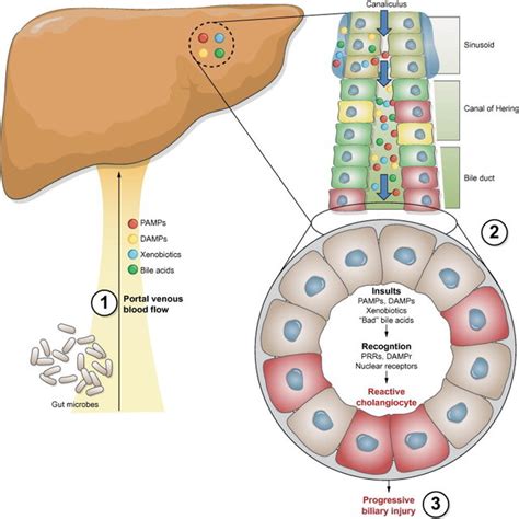 Cholangiocytes Exist In An Environment Rich Of Potential Mediators Of