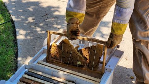 Dealing With A Bee Colony In The Colony Texas