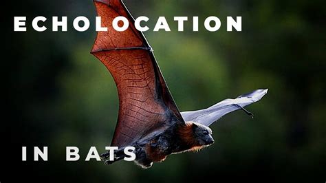 Bats And Their Echolocation At Amy Ammerman Blog