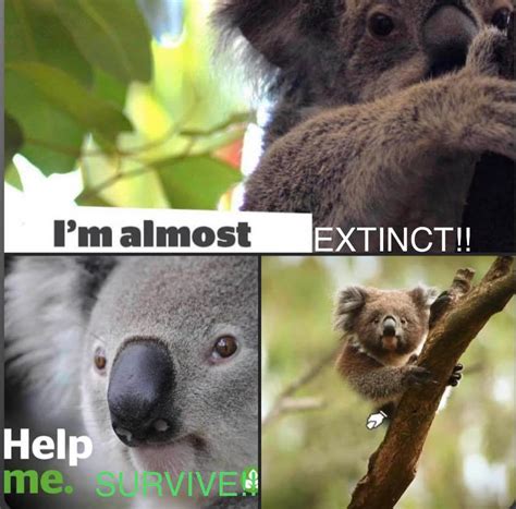 National Koala Recovery Plan Myall Koala Environment Group