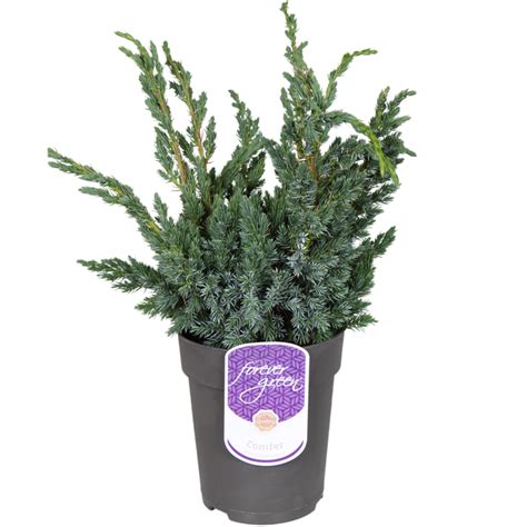 Juniperus Squamata ‘blue Compact Perfect Garden