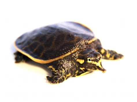 Florida Softshell Turtle For Sale Reptiles For Sale