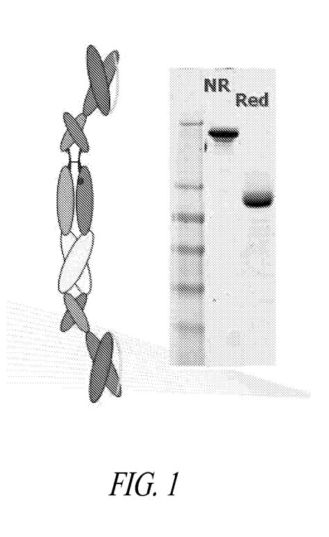 Heterodimer Binding Proteins And Uses Thereof Eureka Patsnap