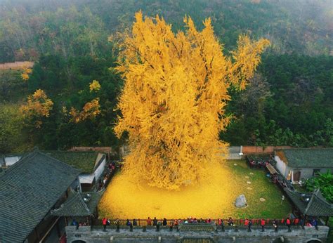 Mystery Of The Ageless Ginkgo Tree In Chinas Xian Snapshot Of