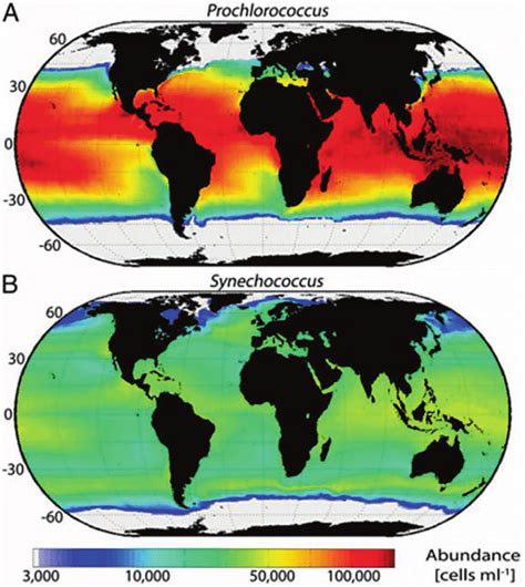 Present Global Distribution Of The Most Abundant Cyanobacterial Species Download Scientific