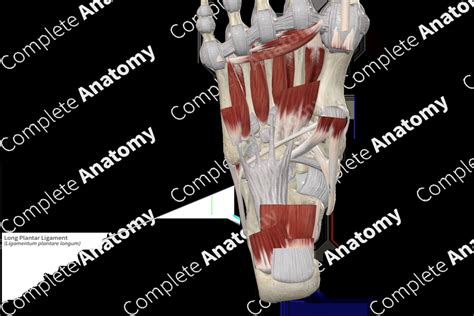 Long Plantar Ligament Complete Anatomy