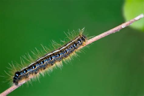 Asp Caterpillar Pictures Az Animals
