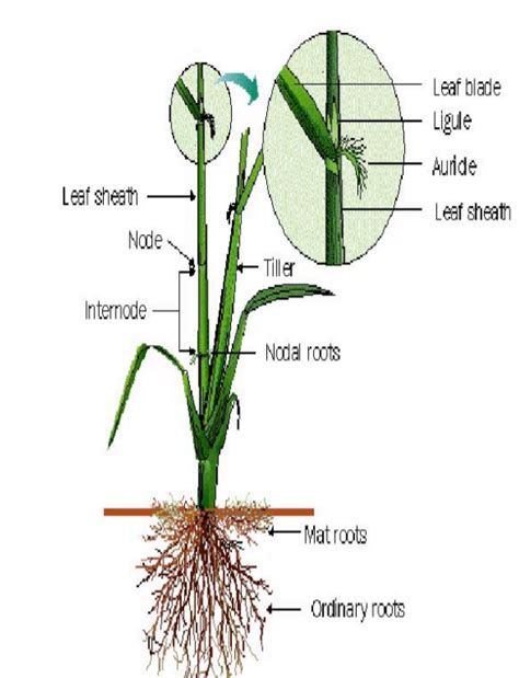 Crop Production Tillering Of Rice