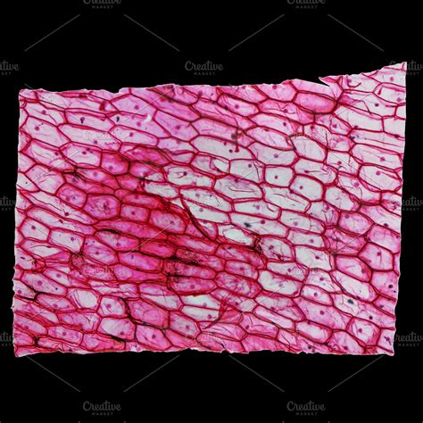 Light Micrograph Of Plant Cells Featuring Light Micrograph And