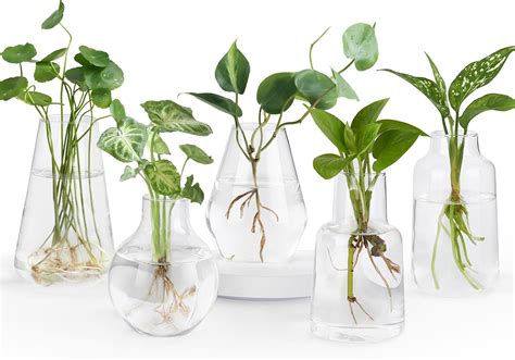 5 7 Inch Small Medium Large Plants Propagation Station